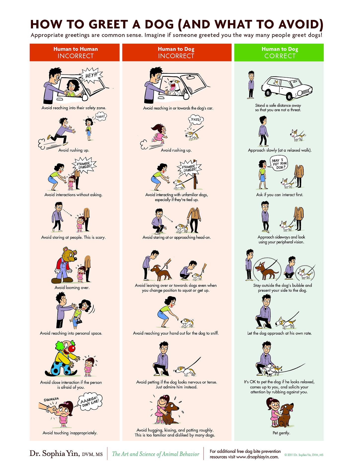 How To Greet A Dog All Creatures Veterinary Hospital Brooklyn NY 