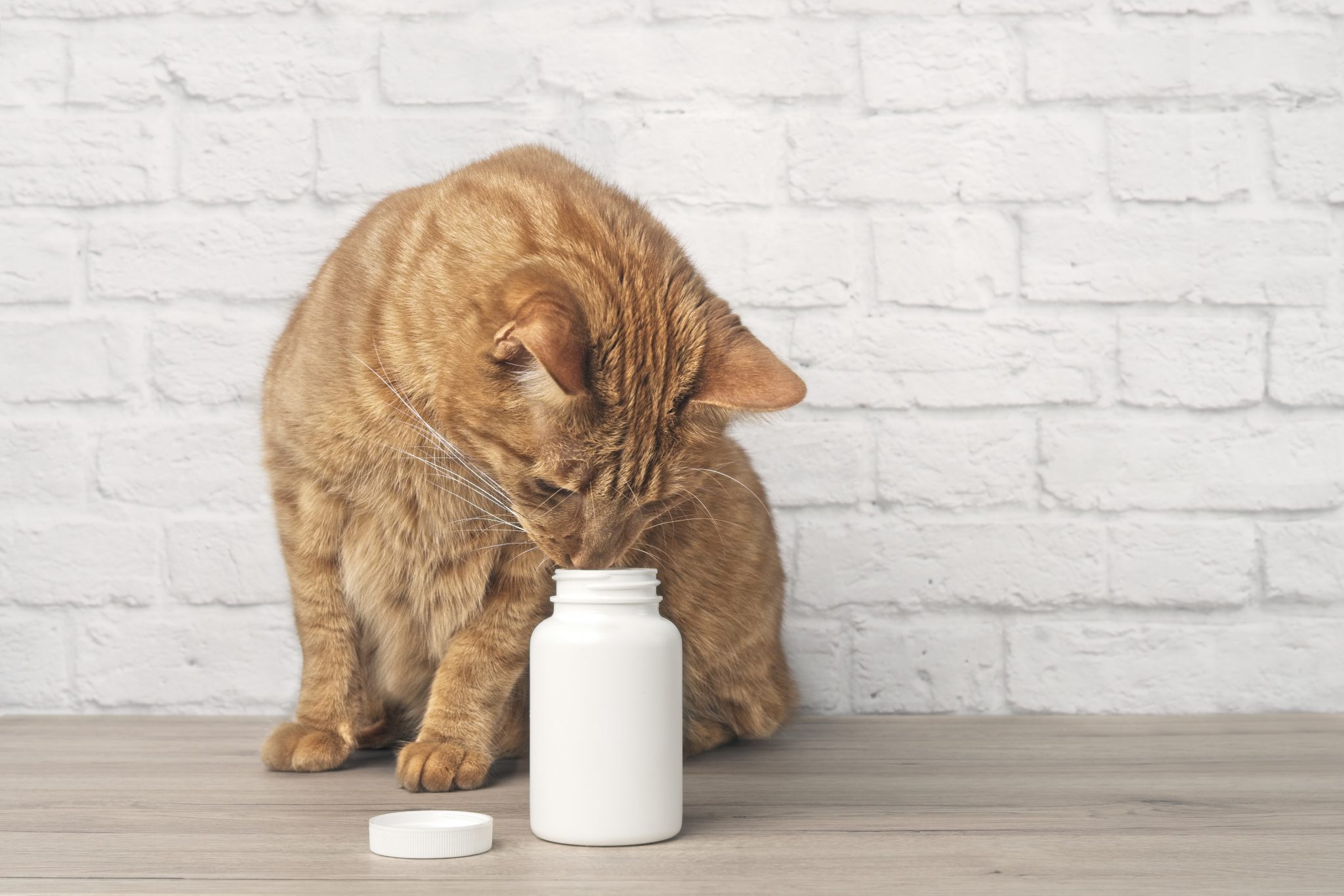 Do You Know the Signs of a Pet Poisoning? They Might Surprise You | All ...